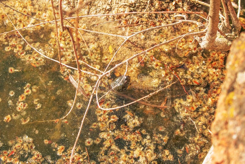 River Turtle in the Habitat. Turtle in the Water and Basking on the ...