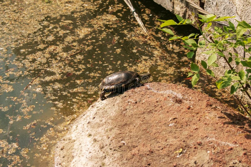 River Turtle in the Habitat. Turtle in the Water and Basking on the ...