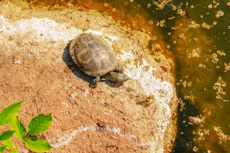 River Turtle in the Habitat. Turtle in the Water and Basking on the ...