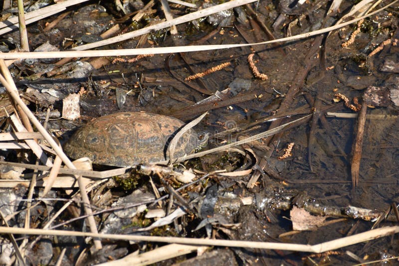 A River Turtle Hid in Its Shell while Sitting on the Shore of a Pond ...