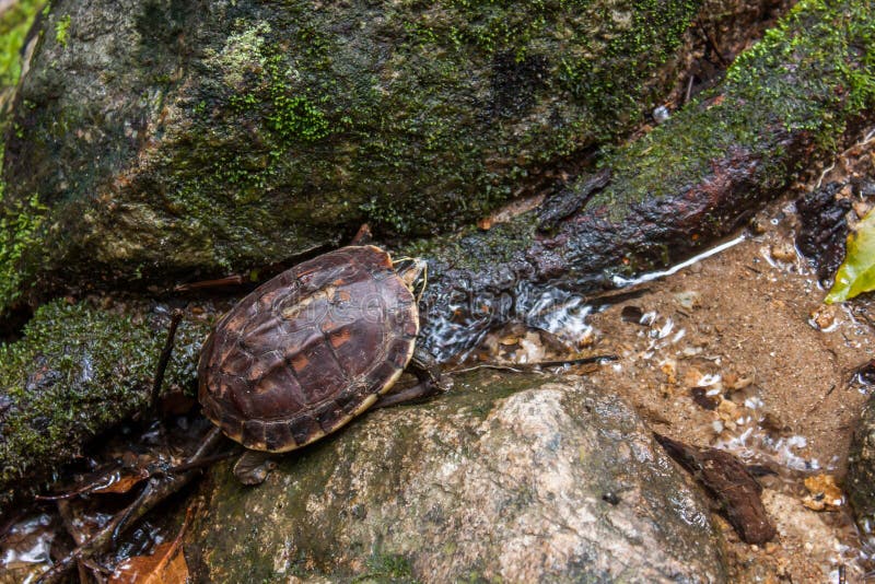 River Turtle Walking Near Waterfall Stock Photo - Image of green ...