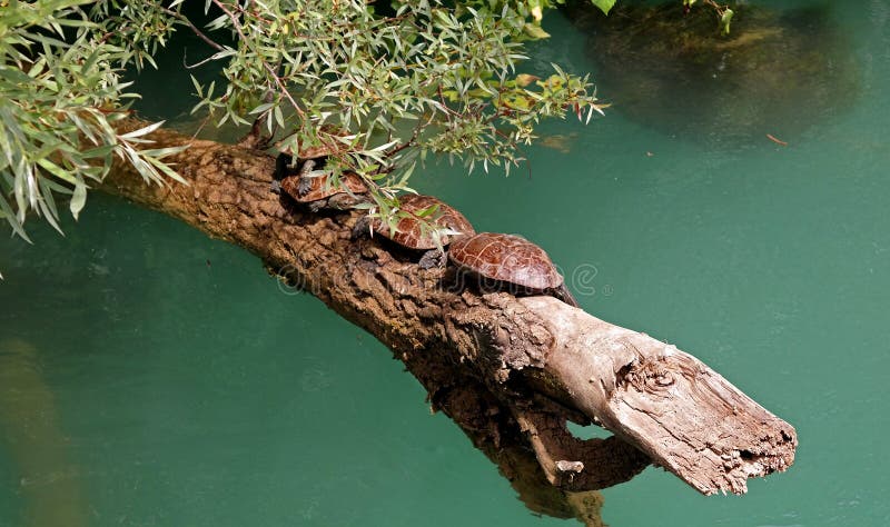 River Turtles during Mating Season Stock Photo - Image of manavgat ...