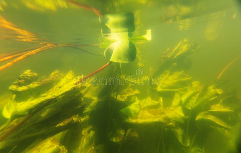 River underwater stock image. Image of marine, natural - 95485455