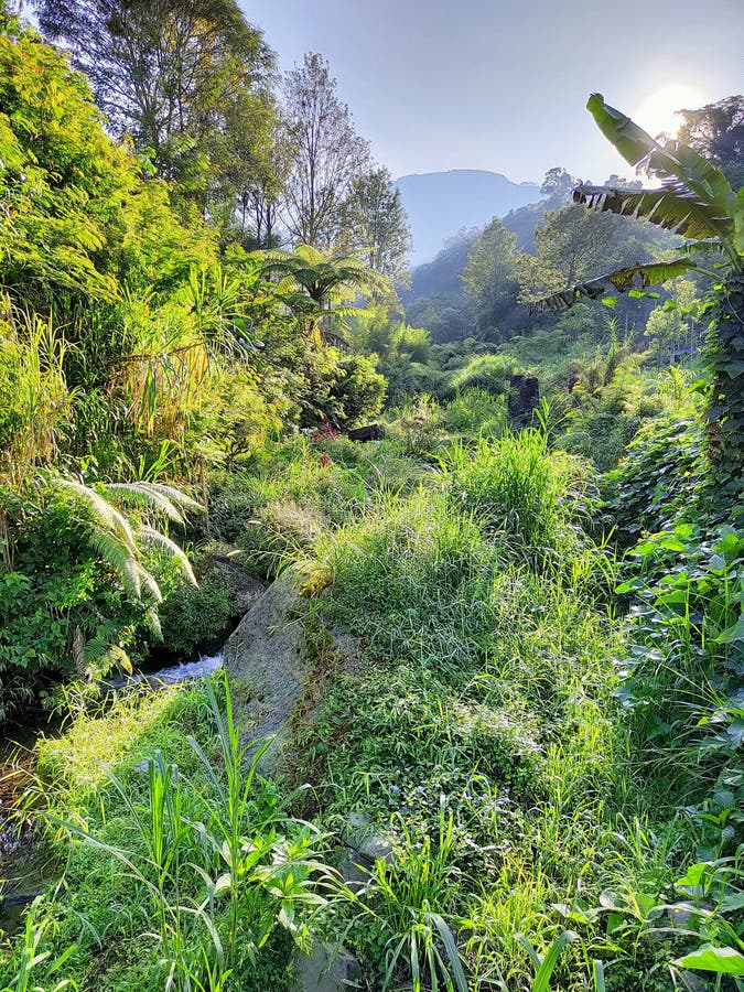 River Valley on the Mountainside Stock Image - Image of stream, valley ...
