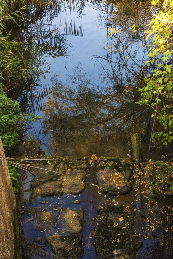 River with Vegetation As Background Stock Photo - Image of environment ...