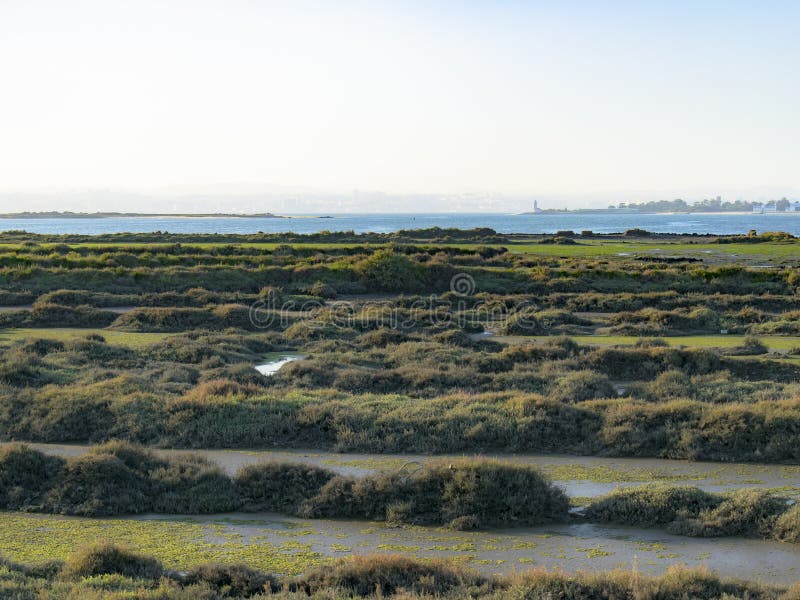 River vegetation stock image. Image of fluvial, water - 91081397