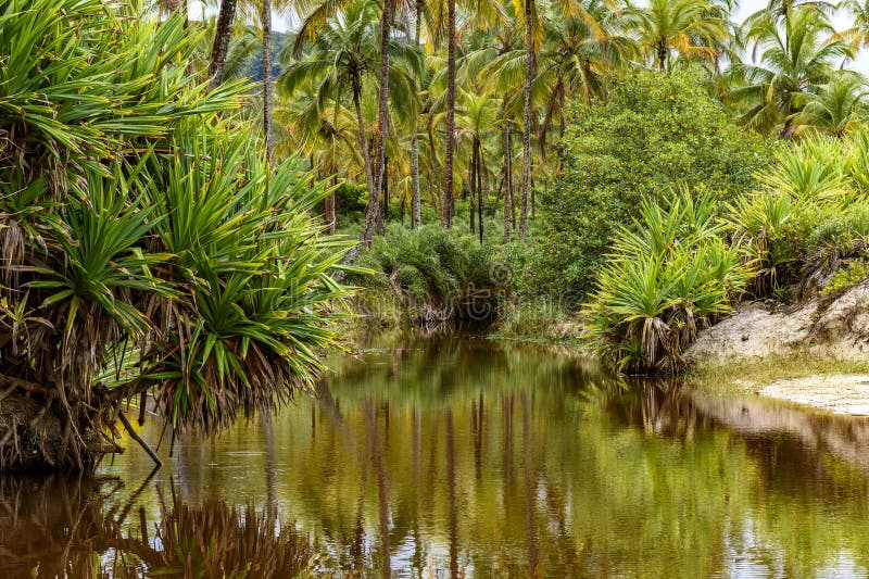 River through the Vegetation of the Rainforest Stock Photo - Image of ...