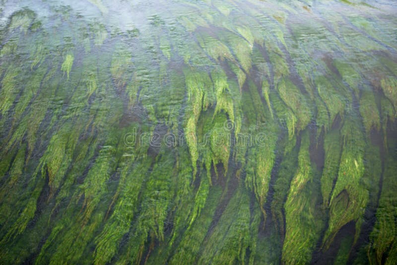 River Vegetation, Spain stock photo. Image of weeds, growing - 93337784