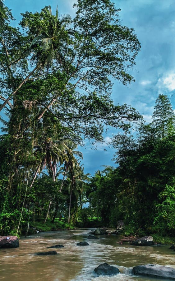 The River is Beautiful with Thick Trees Growing Along the River Bank ...