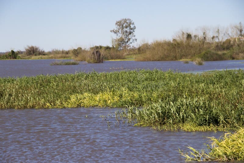 River very grown stock image. Image of growing, forest - 101140135