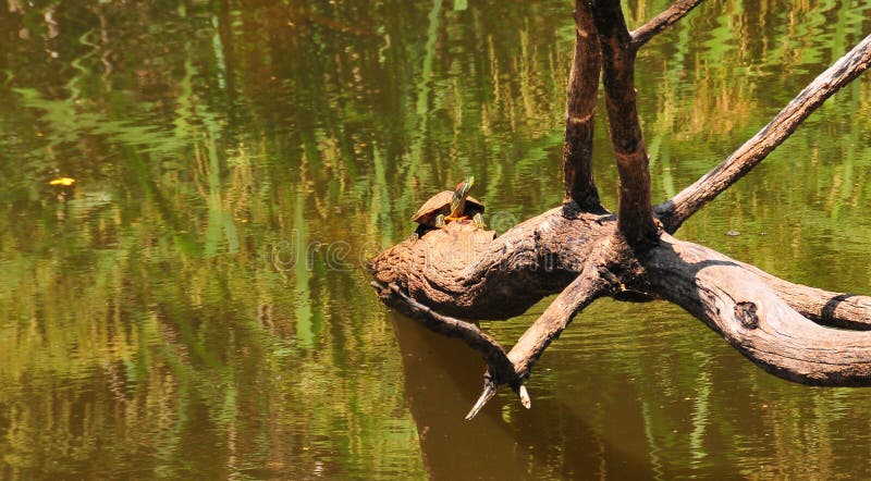 Turtle on Tree Branch in River at Horton Slough Stock Photo - Image of ...