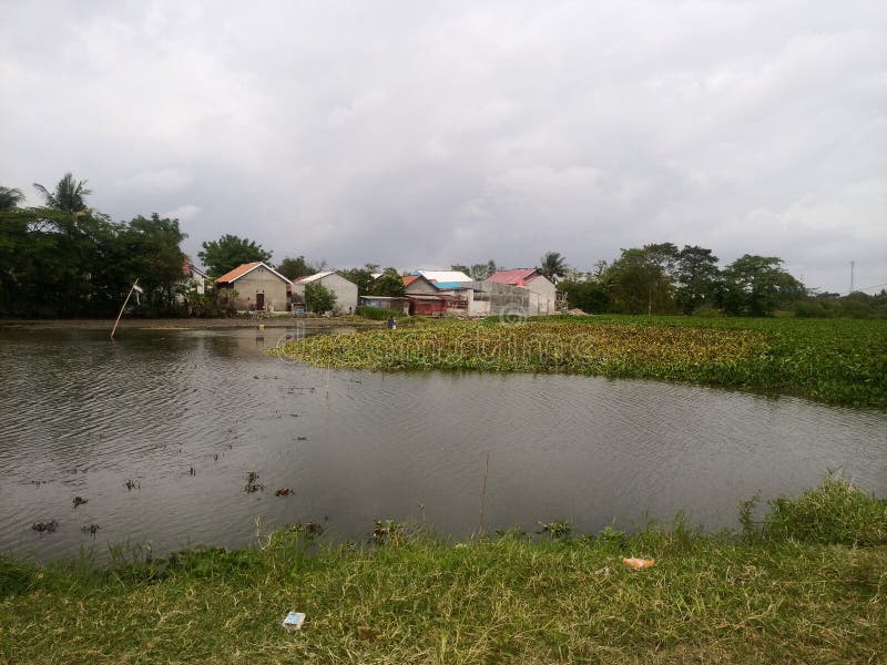 A River Wallow Surrounded by Water Hyacinth Leaves Stock Photo - Image ...