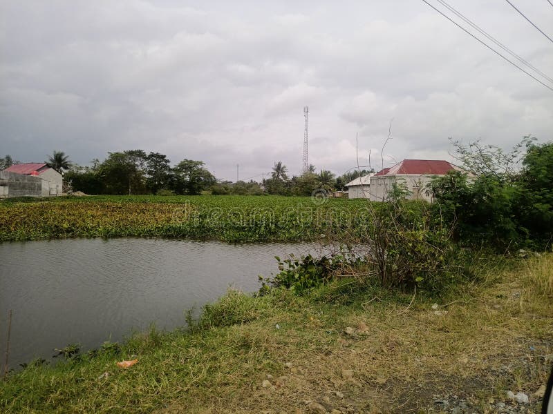 A River Wallow Surrounded by Water Hyacinth Leaves Stock Photo - Image ...