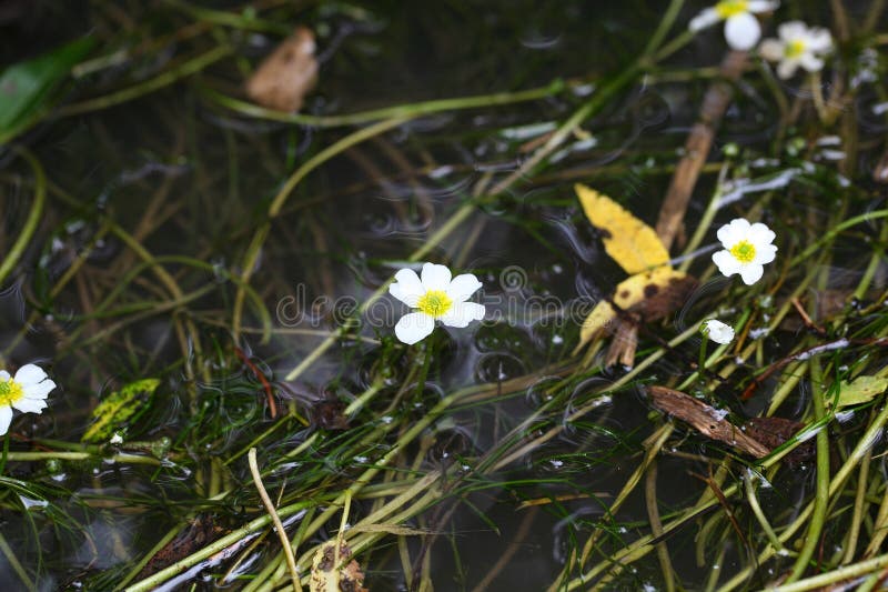 Water-crowfoot stock photo. Image of botanical, subaquatic - 29624418