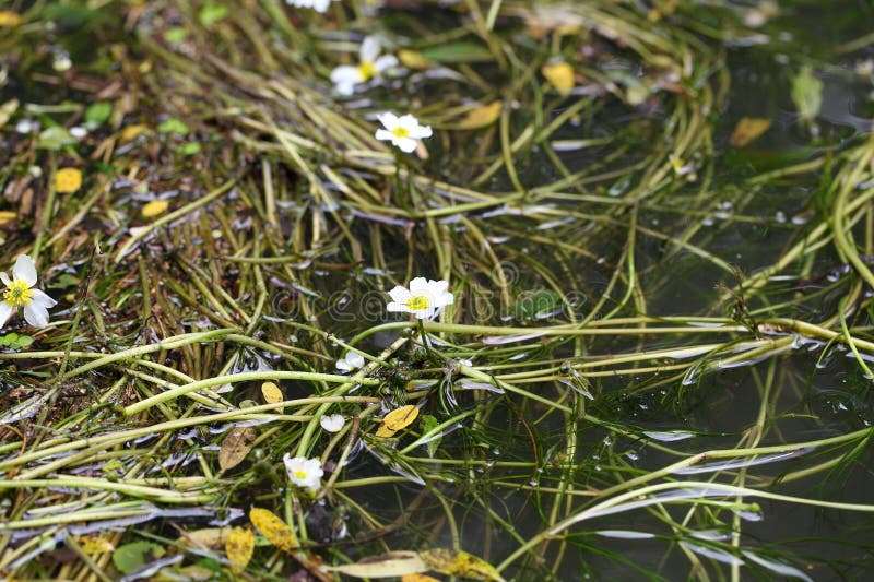 River Water-crowfoot (Ranunculus Fluitans) Stock Photo - Image of ...