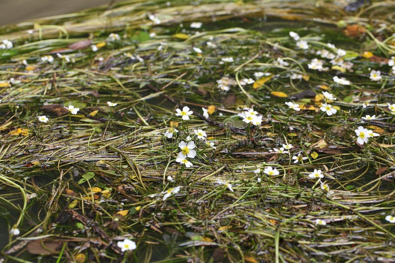 River Water-crowfoot (Ranunculus Fluitans) Stock Photo - Image of field ...