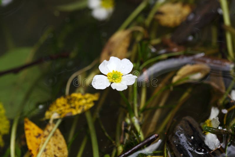 River Water-crowfoot (Ranunculus Fluitans) Stock Image - Image of ...