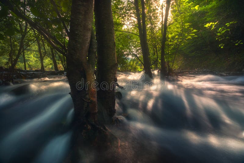 River Water Flow between Forest Trees Stock Image - Image of relaxing ...