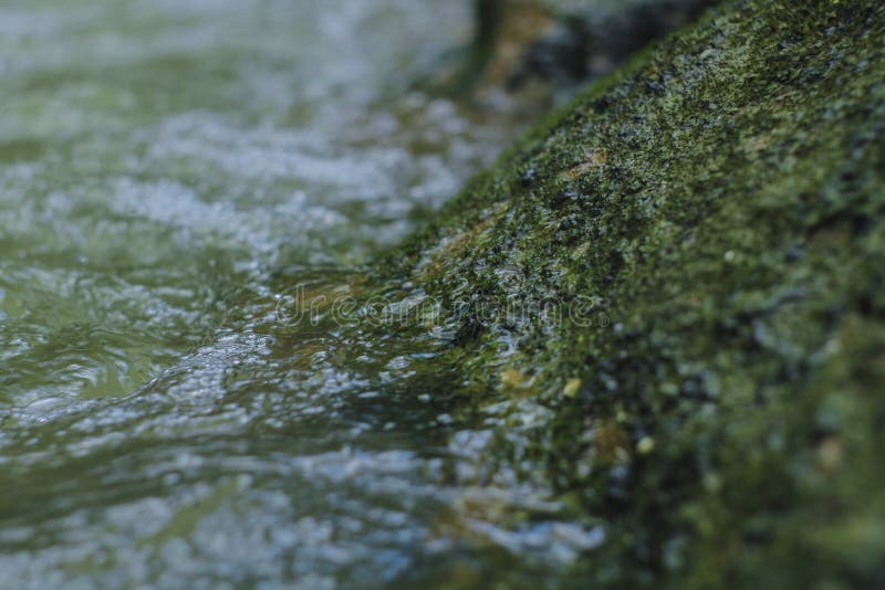 The River Water Flow Nature Wallpaper Stock Photo - Image of antlion ...