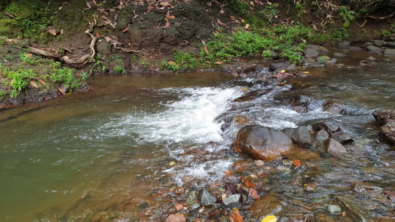 The River Water Flowing in the Middle of the Forest is a Beautiful ...