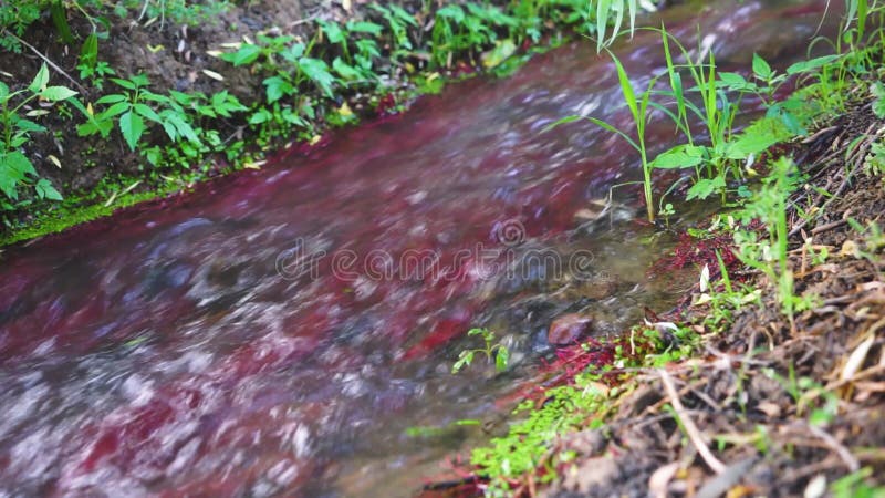 River flow in the forest stock video. Video of green - 185599517