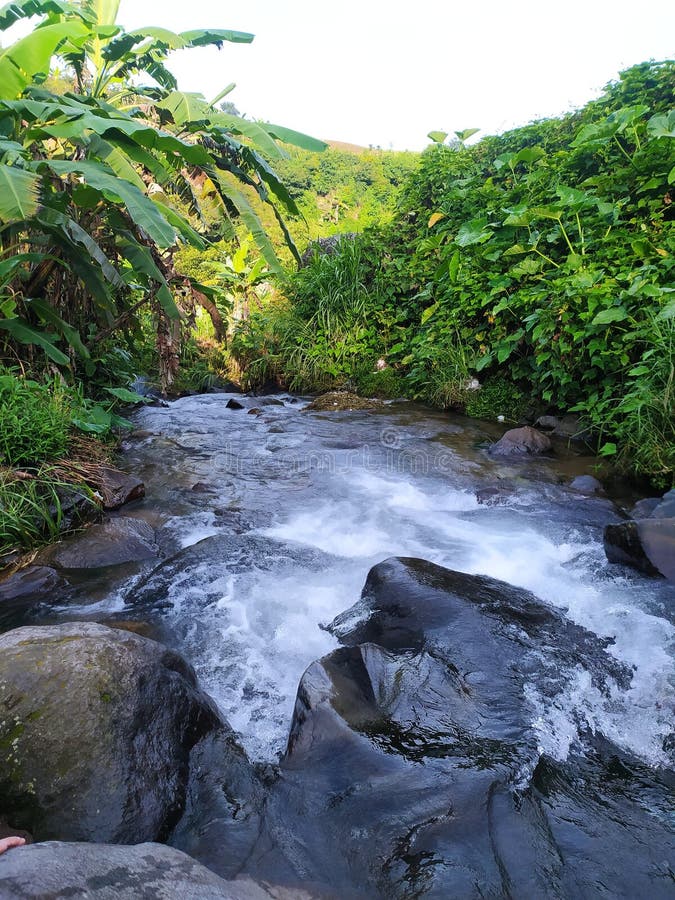 River water jungle stock image. Image of waterfall, leaf - 263667857