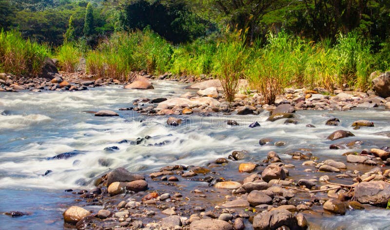 River water for life stock photo. Image of water, trees - 269663582