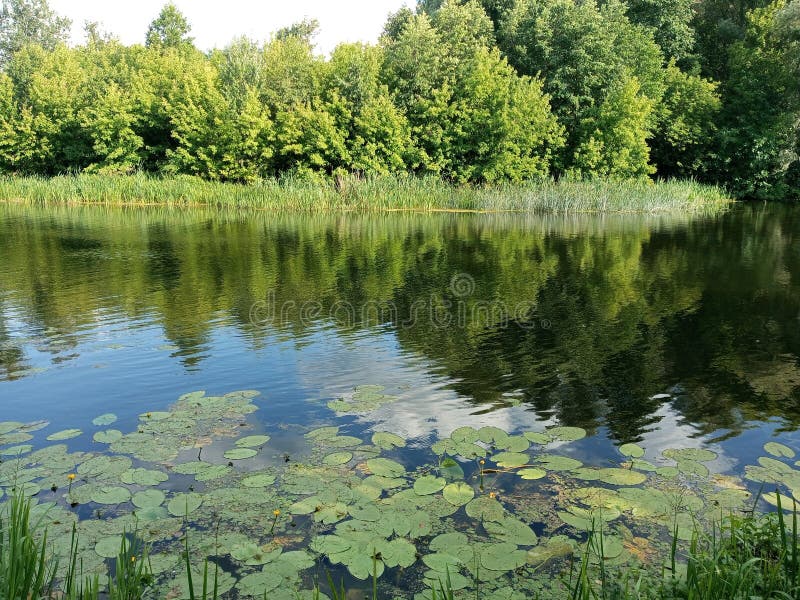 River water mirror stock photo. Image of plant, grass - 252467134