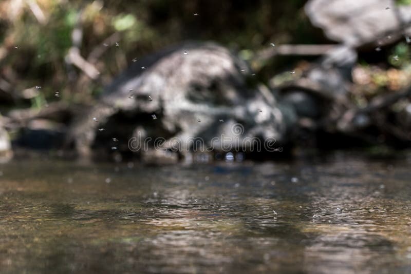 River Scene stock image. Image of scene, white, rise - 140441995
