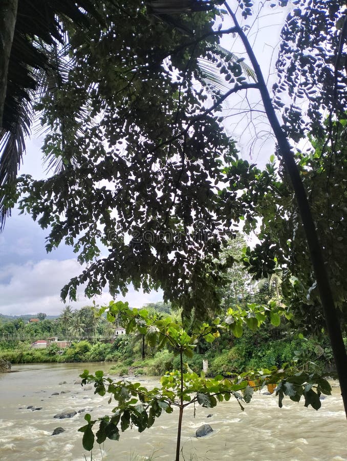 The River Water is Murky and Many Trees Stock Image - Image of water ...