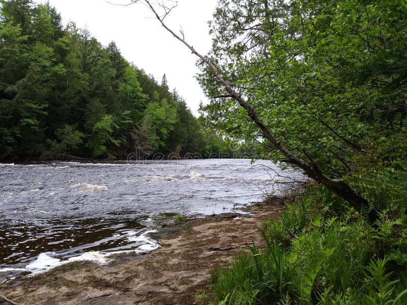 River Water North Trunks Leaves Forest Woods Tree Branches Stock Photo ...