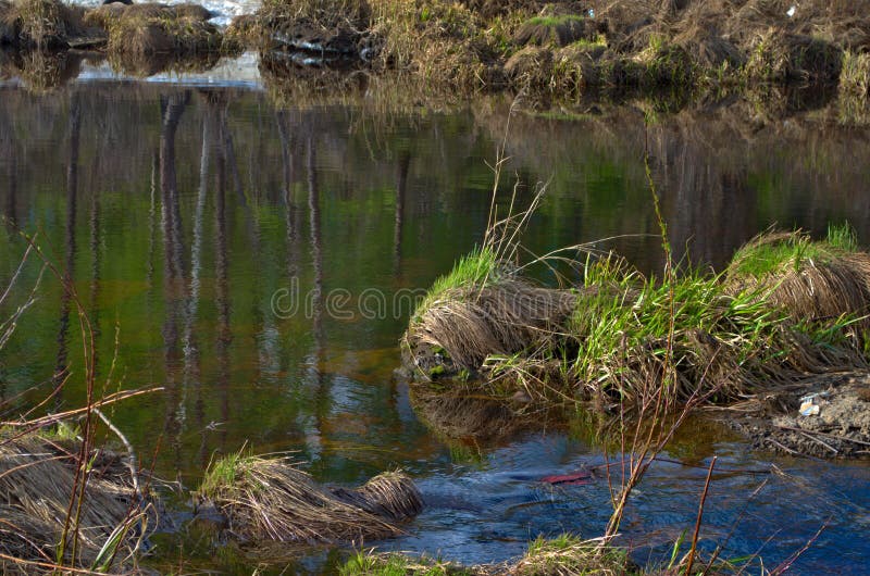 River Water Reflection at Siberian Forest Spring Day Stock Photo ...