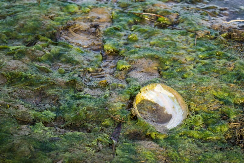 River Water Shell on the Green Grass Water Stock Image - Image of open ...