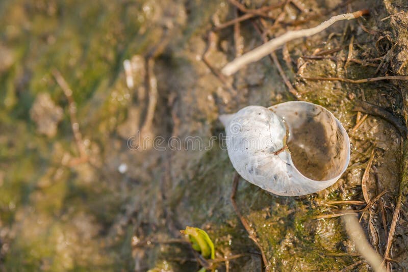 Shellfish River Snail on Grass Stock Image - Image of food, drop: 144727705