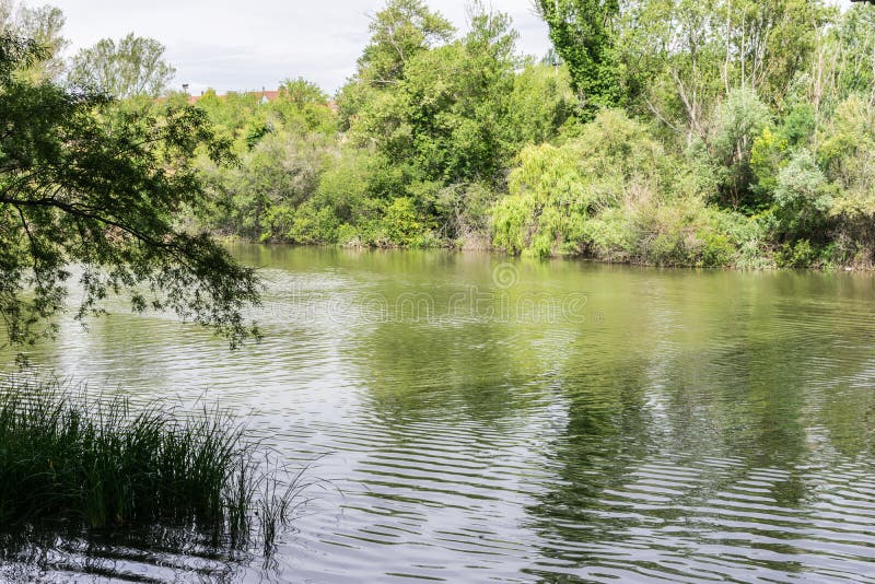 River with Water and Vegetation Stock Photo - Image of plant ...