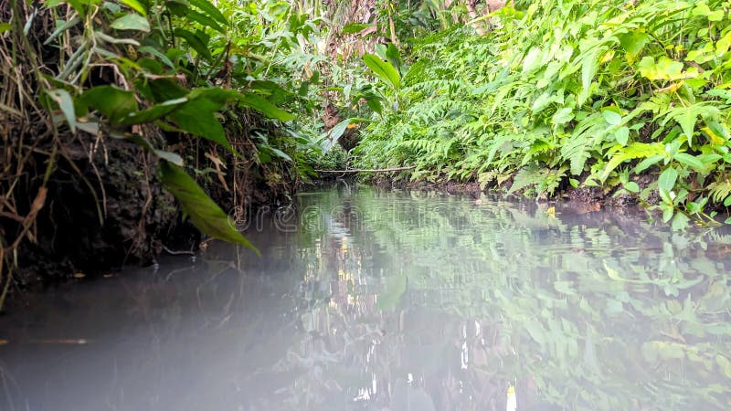 River Water and Wild Plants Stock Image - Image of water, plants: 300253239