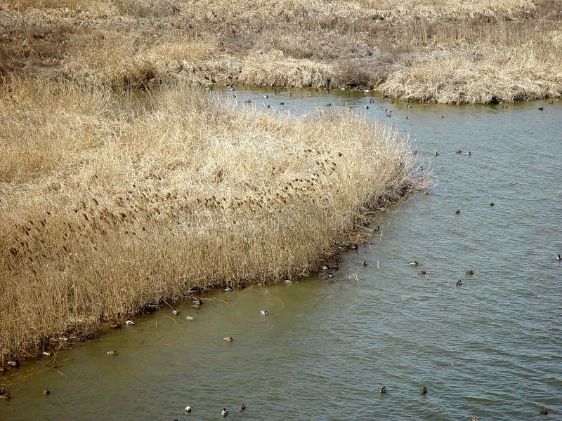 River stock photo. Image of parrot, wave, bird, outdoors - 82412044