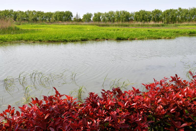 A River in the Wild and Plants on Its Banks Stock Image - Image of ...