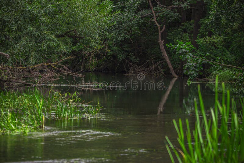 A River in the Wild in Summer Stock Photo - Image of scenery, cascade ...