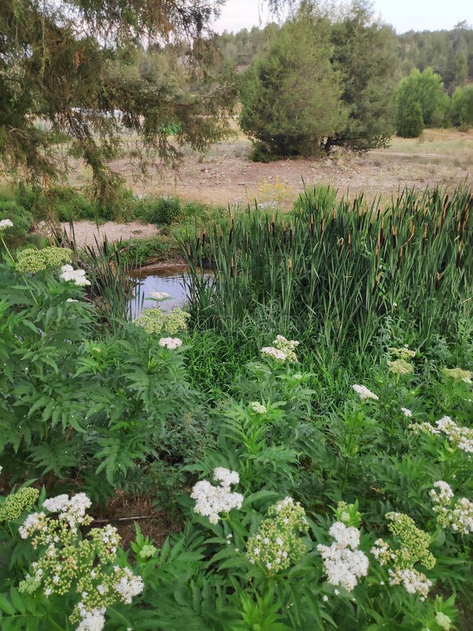 River Wild vegetation stock photo. Image of green, nature - 175960052