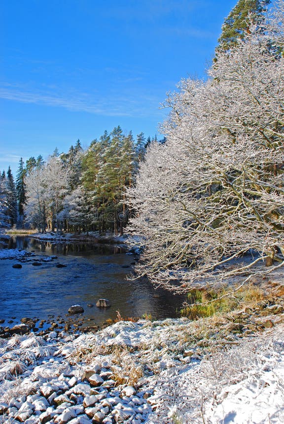 River in Winter stock photo. Image of riverbank, pines - 3908810