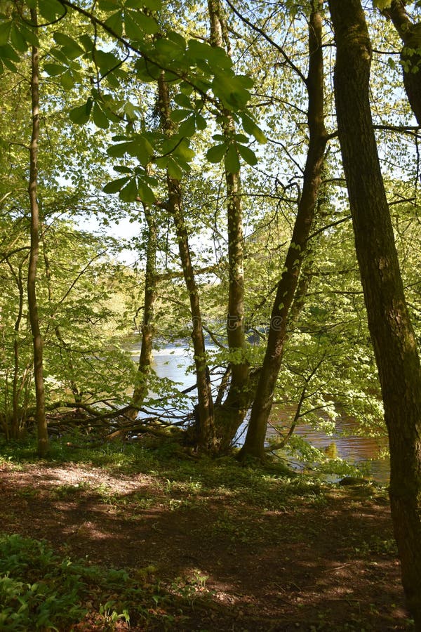 River through the Woodland Trees in the Spring Stock Photo - Image of ...