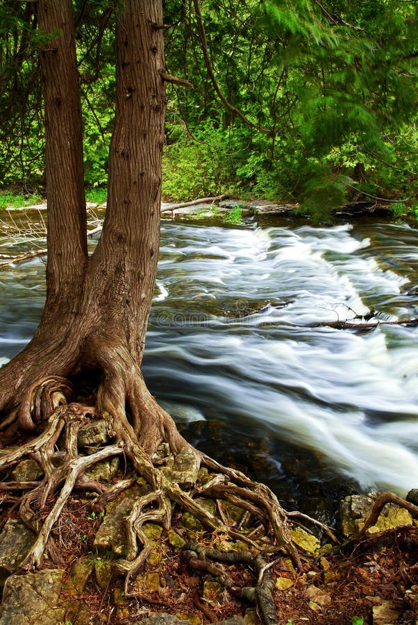 River stock photo. Image of pure, nature, brown, brook - 2543526