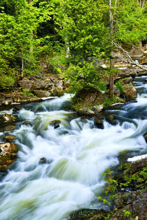 River through woods stock image. Image of clean, flow - 8121087