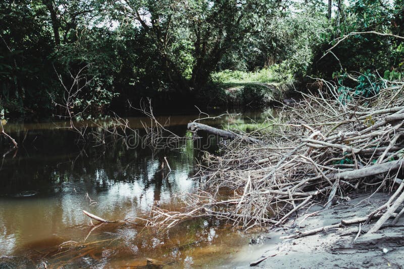 Riverbank of the Amazon River, Vegetation, Calm Scene Stock Photo ...