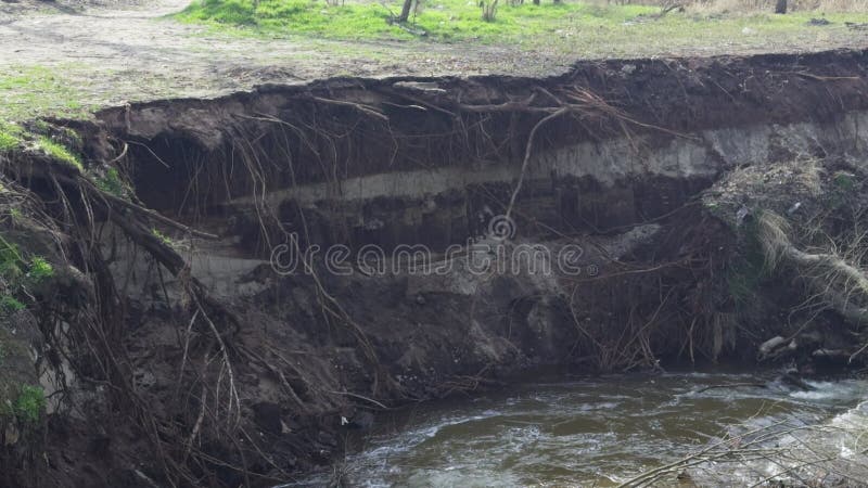 A Riverbank with Exposed Tree Roots and Soil Erosion Stock Footage ...