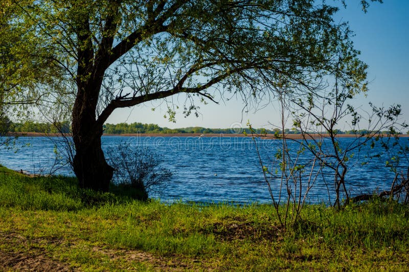 Riverbank with Growing Trees Stock Image - Image of growing, grass ...
