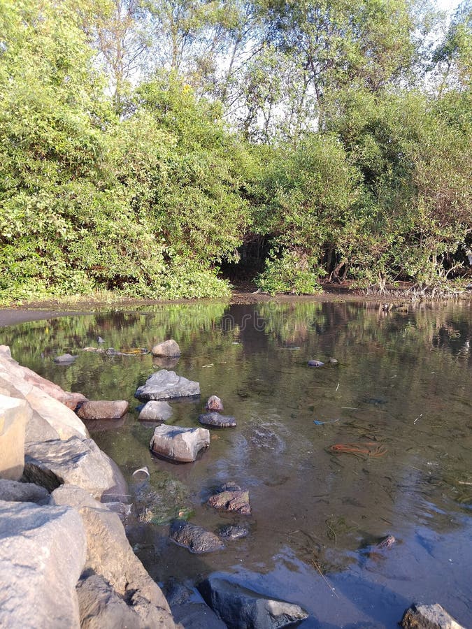Riverbank with Rocks and Dense Mangrove Trees Stock Image - Image of ...