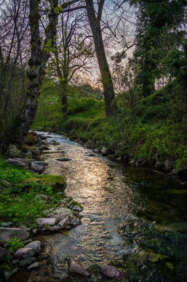 Riverbed imagen de archivo. Imagen de naturalness, flora - 90614015