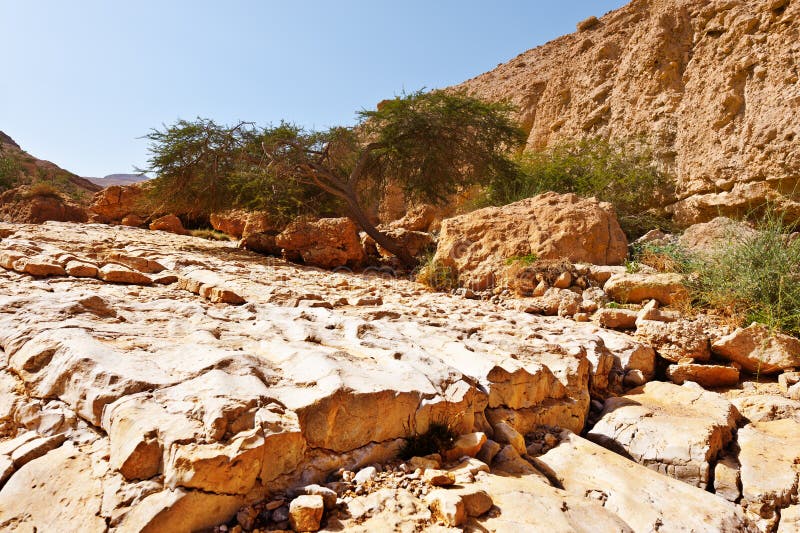 Riverbed stock photo. Image of land, ground, country - 35487748